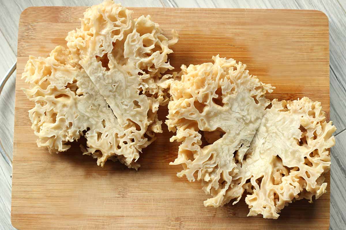 Kozia broda a'la schabowy - siedzuń w panierce – WegePrzepis